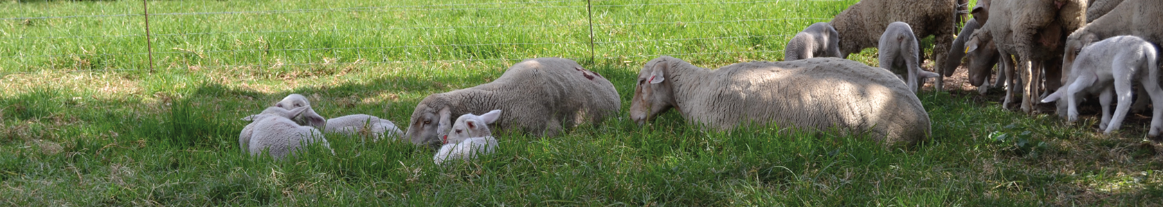 Gudair Vaccine |Johne’s disease | Virbac South Africa