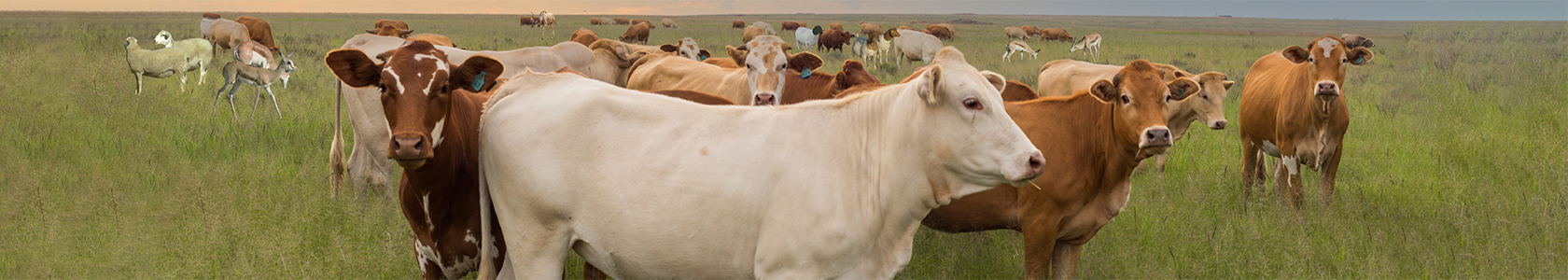 Prodose Red Soluble Powder | Dewormer for Sheep and Goats | Virbac ...