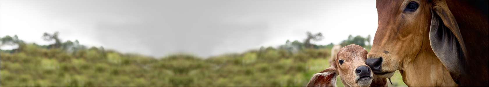 Prodose Blue | Internal Parasiticides for Cattle | Virbac South Africa