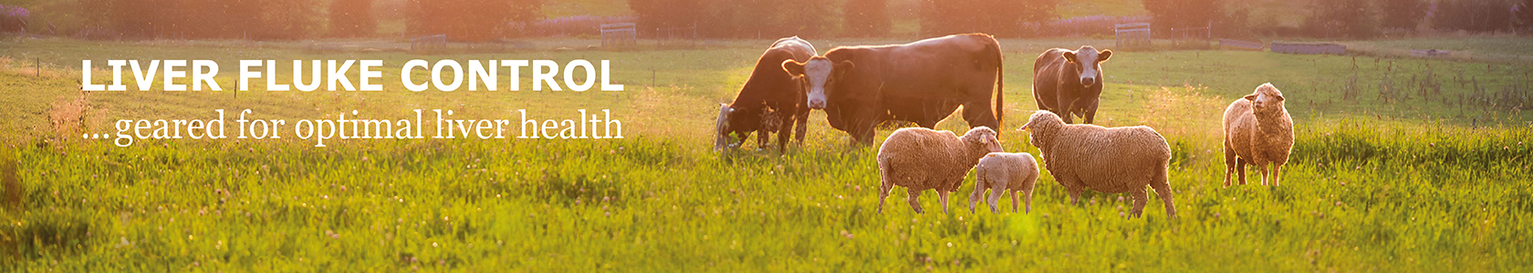 Flukazole C | Liver Fluke Treatment | Virbac South Africa