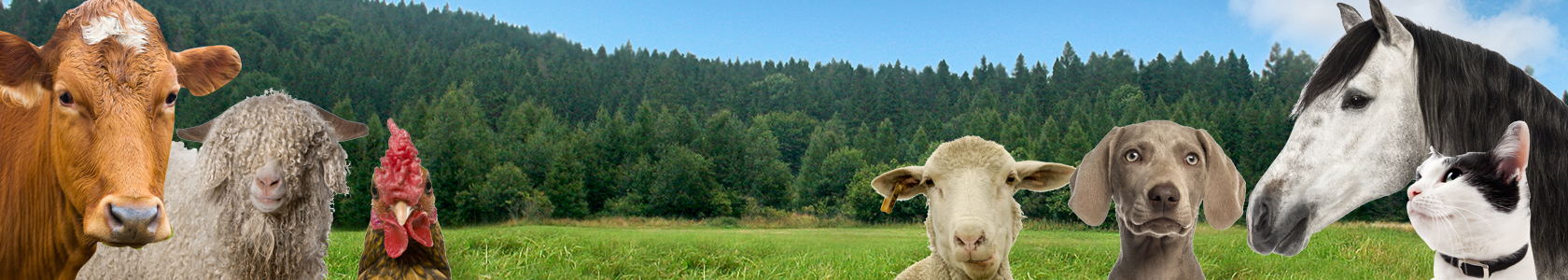 Dizene Cattle | Treatment for Redwater | Virbac South Africa