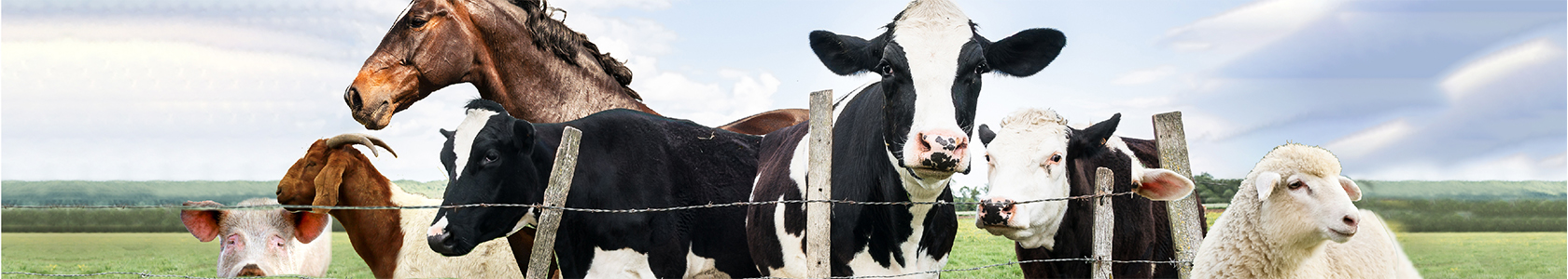 Wound Sept Plus | Wound Treatment | Virbac South Africa