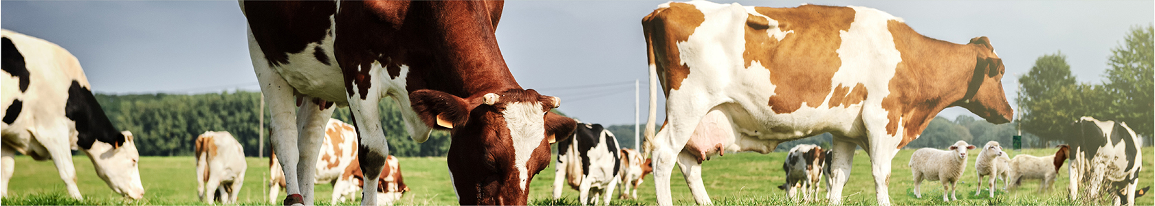 Rumix Powder | Treatment for Farm Animals | Virbac South Africa