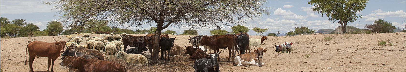 Terralon LA | Antibiotics for Farm Animals | Virbac South Africa