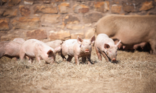 Pig Health Management - Animal Health Experts | Virbac South Africa