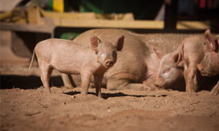 The benefits of iron injection