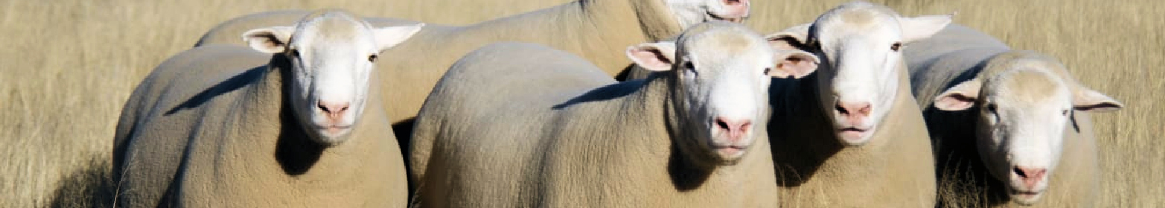 OptiLumen Sheep and Goats