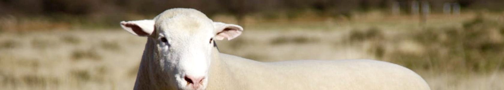 Get your rams performance ready for the breeding season