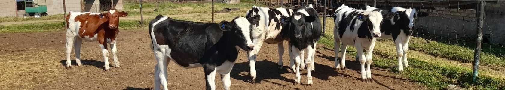 OptiLumen Neo: Optimising Gut Health for Superior Animal Performance ...