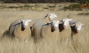 Multimin | Multimin for Sheep and Goats | Virbac South Africa