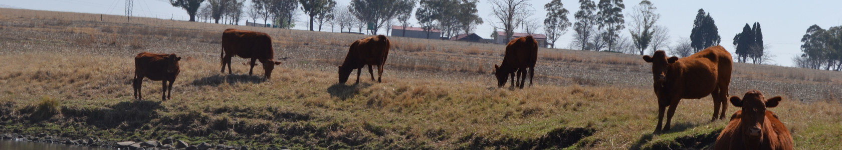 Liver Health - Liver Fluke in Cattle and Sheep