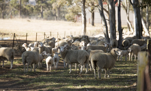 Multimin | Multimin for Sheep and Goats | Virbac South Africa